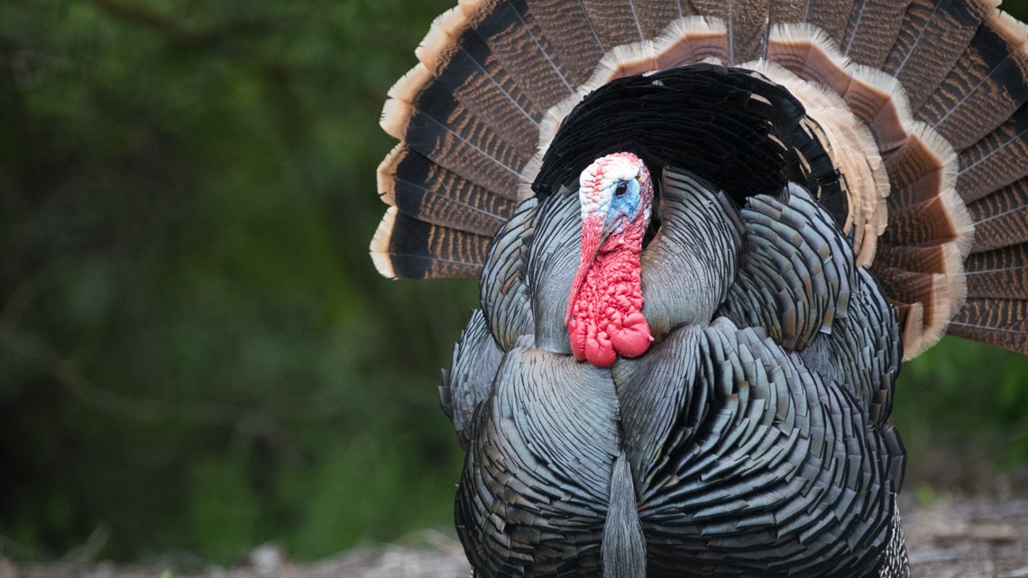 Low pathogenic avian flu found in Minnesota turkey flock | kare11.com