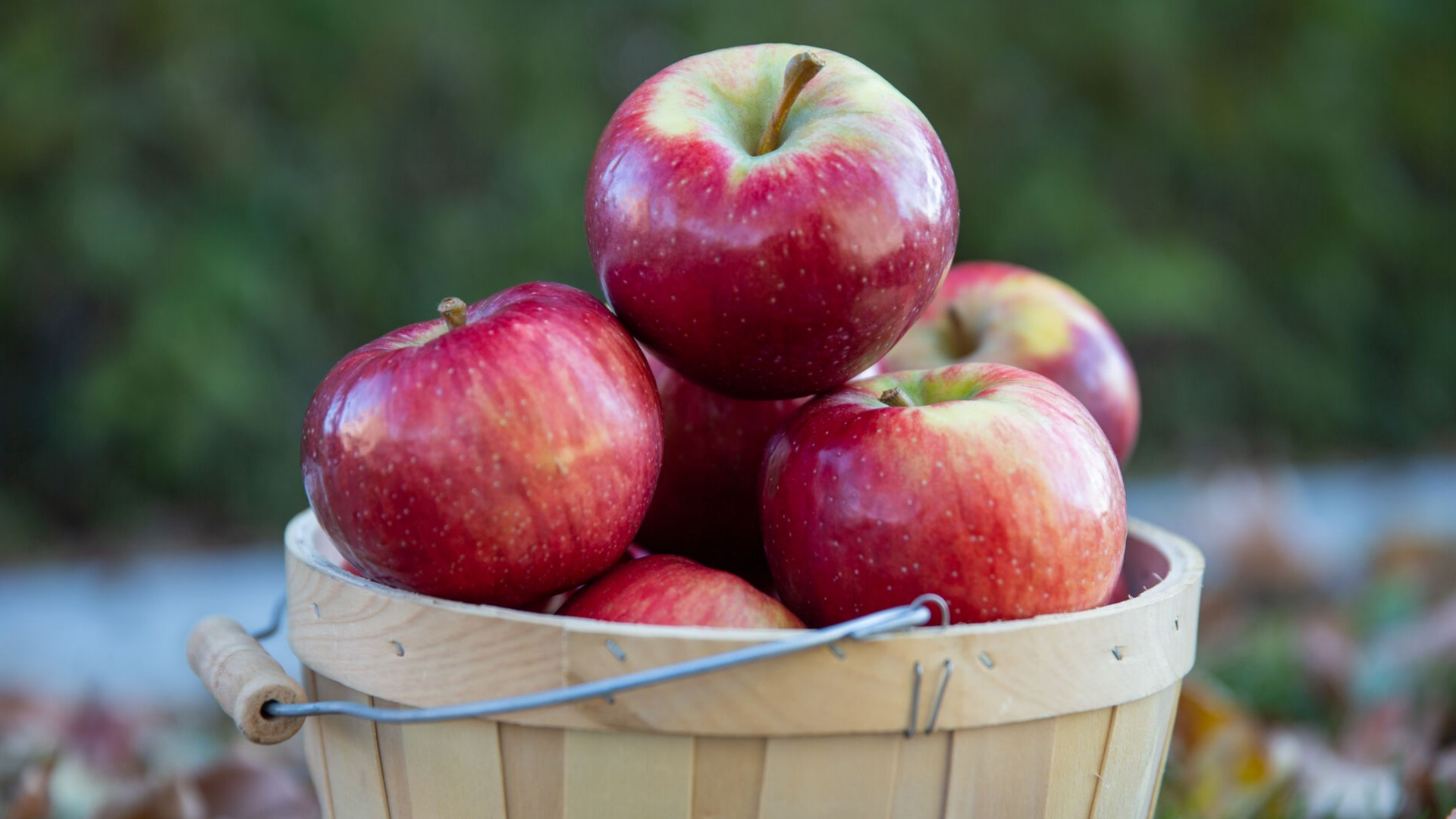 U of M's 'Triumph' apple coming to garden centers in 2023 | kare11.com