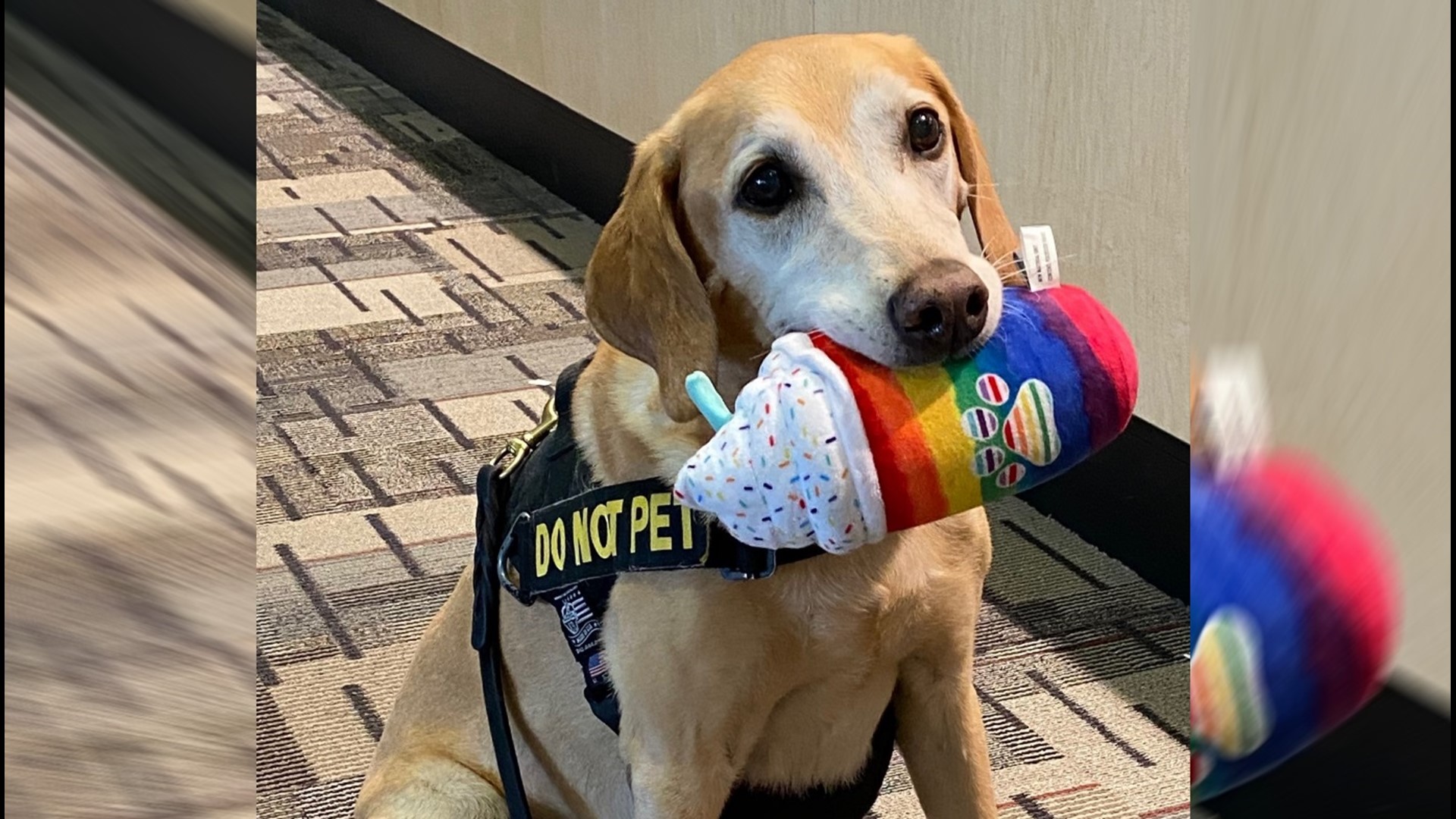 It's final: Eebbers is TSA's 2022 Cutest Canine | kare11.com