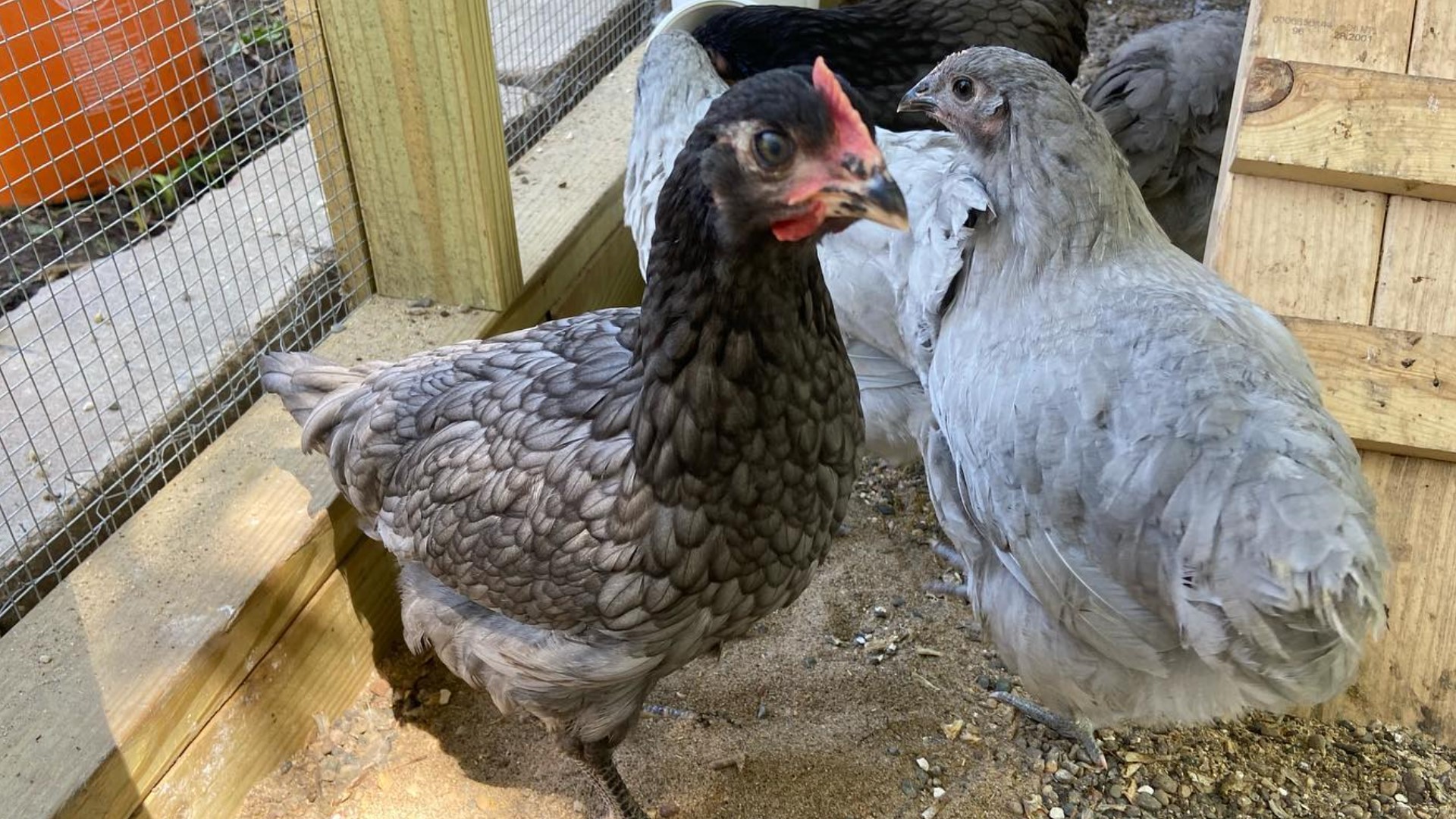 Urban Roots looking for stolen chickens | kare11.com