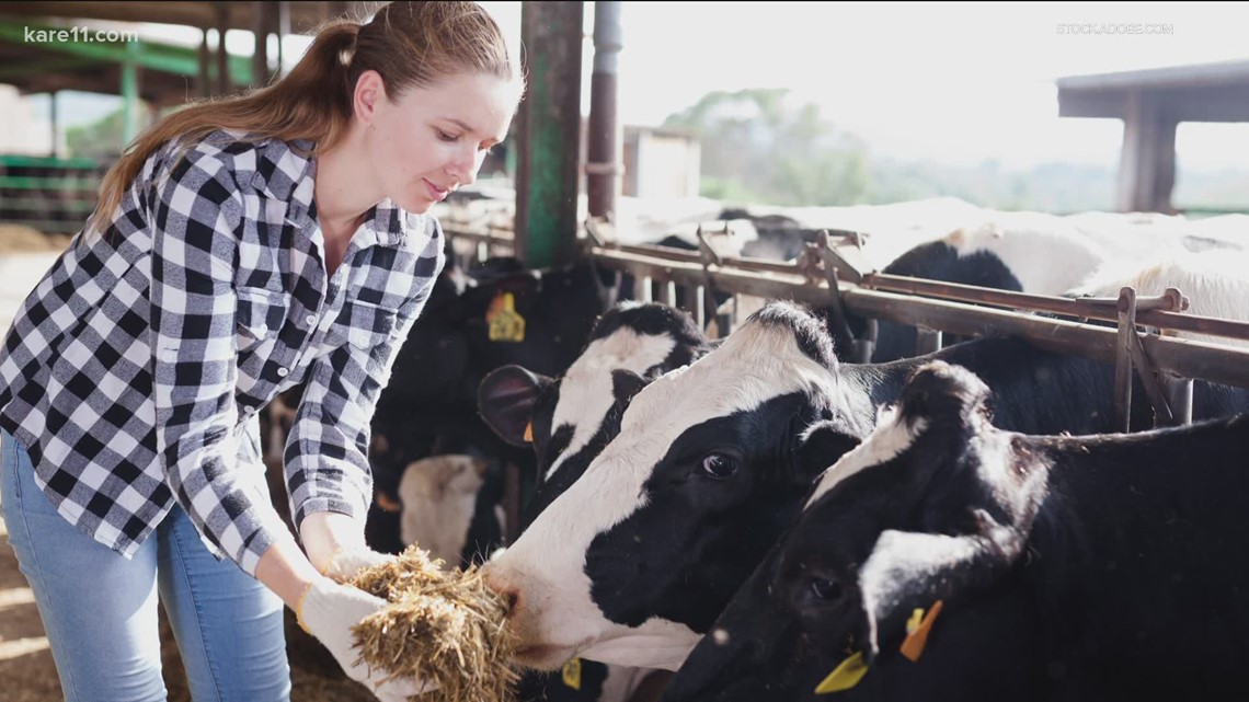Meet the first woman to run this dairy farm founded in 1912 | kare11.com