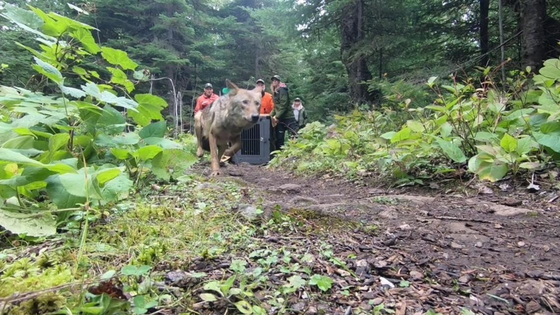 Oldest wolf on Isle Royale killed by recent transplants | kare11.com