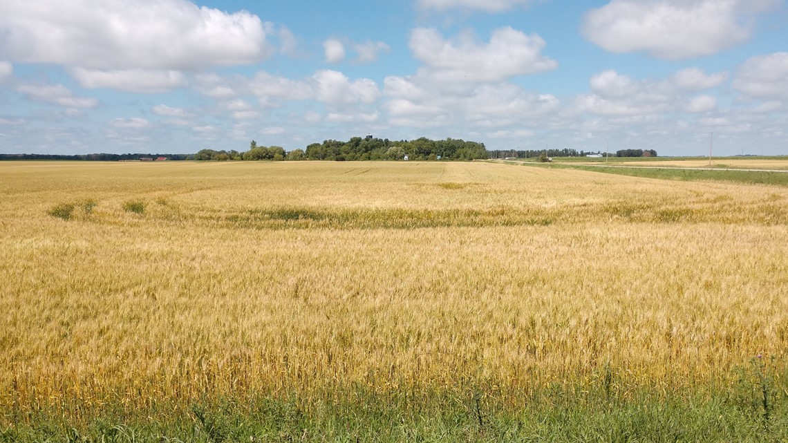 Minnesota wheat farmers feel impacts of Russia's war in Ukraine ...