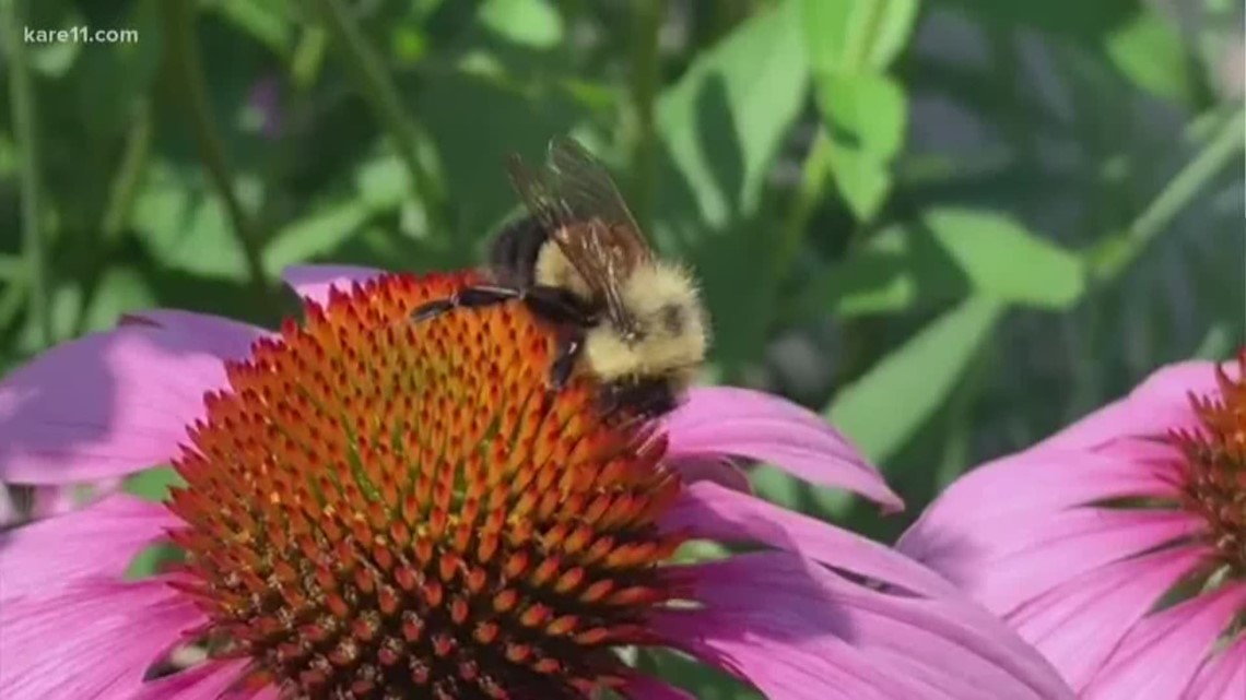 Sven Explains: The Rusty Patched Bumble bee | kare11.com