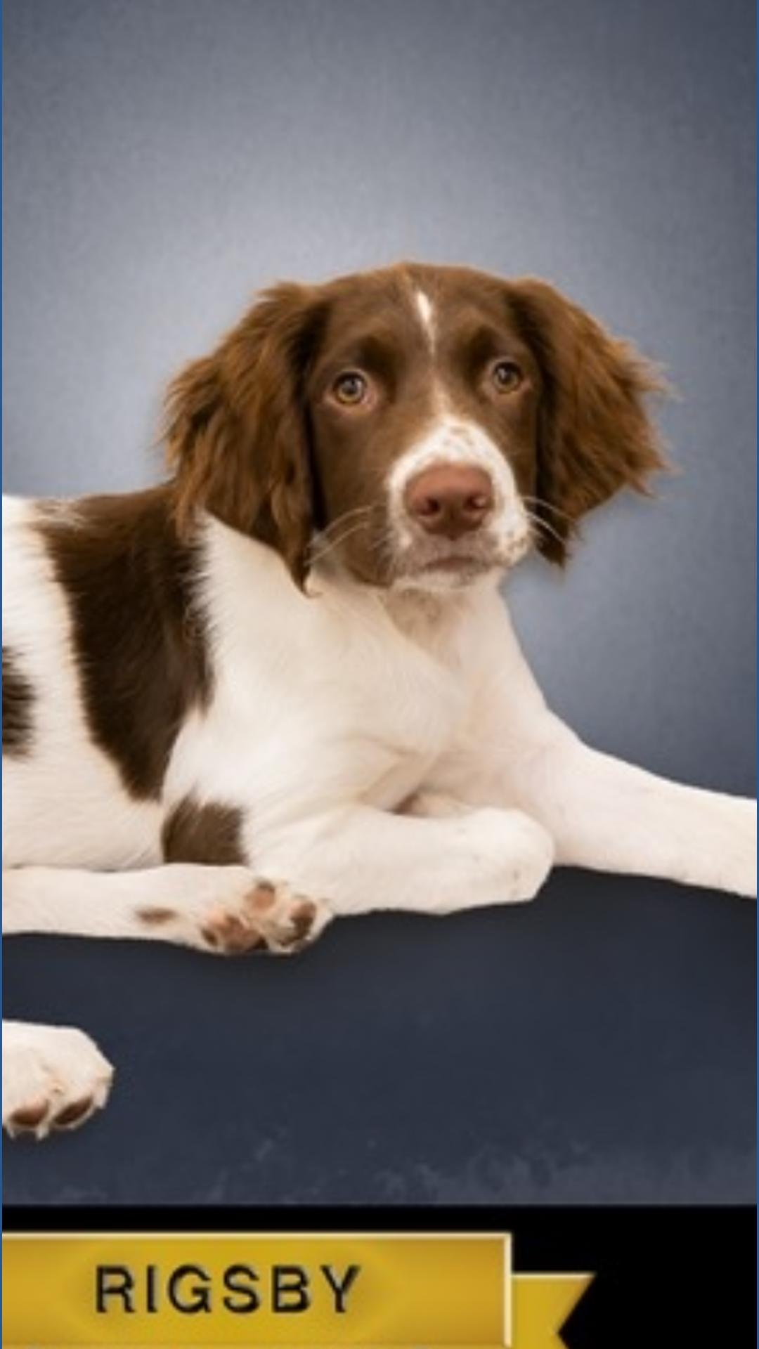Meet the new Hennepin EMS therapy dog | kare11.com