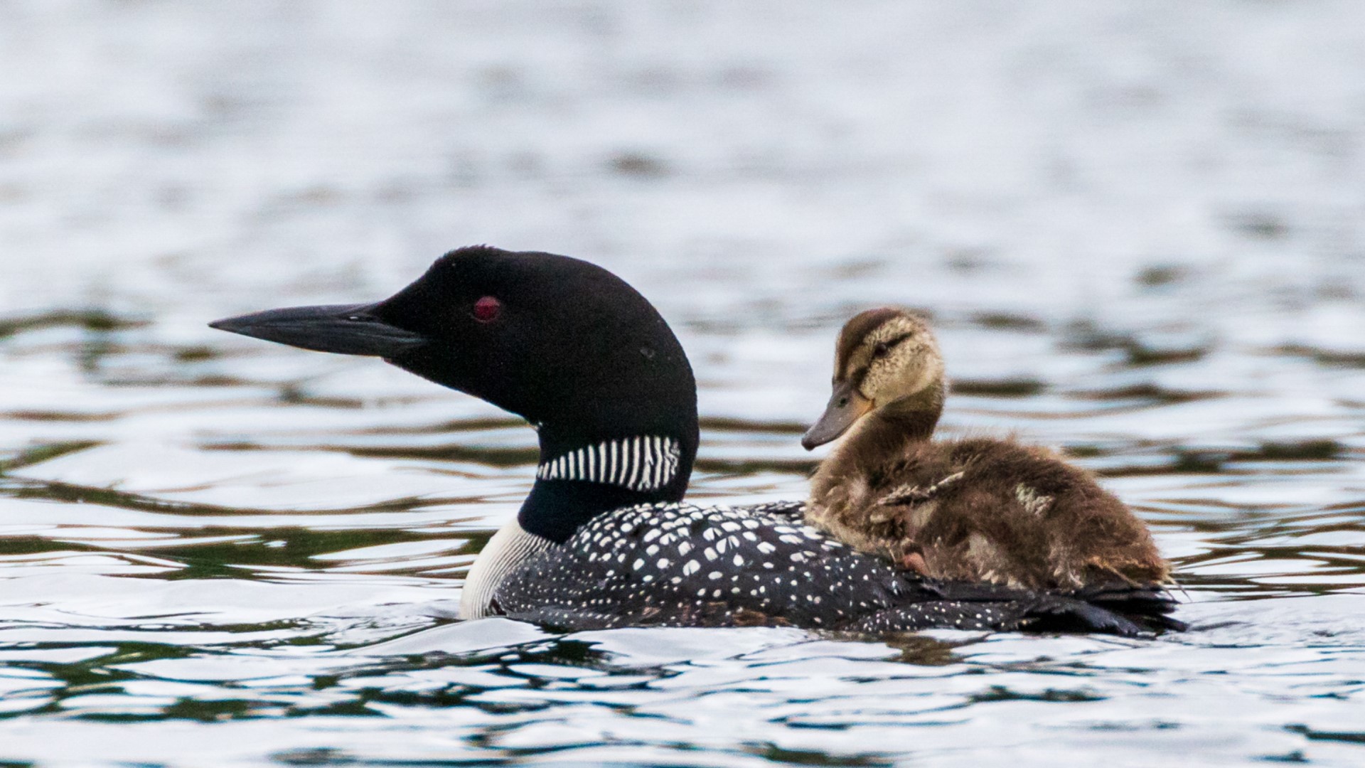 Putting rivalry aside, loon pair adopts duckling | kare11.com