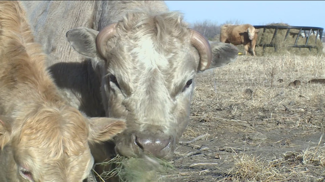 What is beefalo? | kare11.com