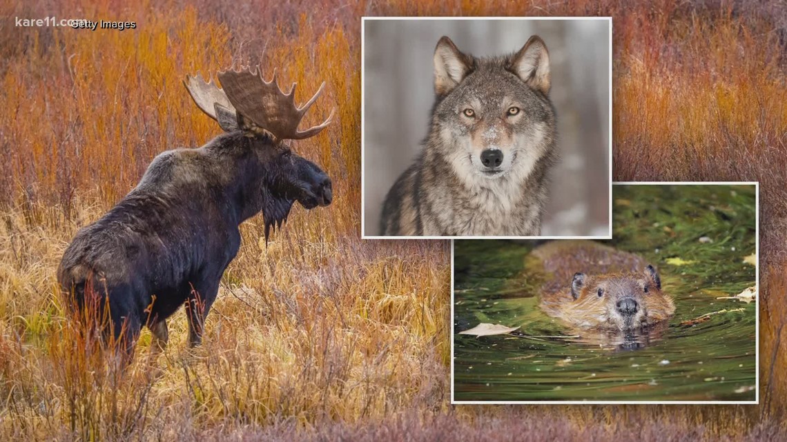 Population of beavers may be helping Voyageurs moose population ...