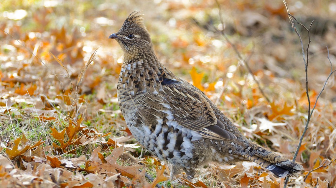 Rare mosquito-borne virus found in MN ruffed grouse | kare11.com