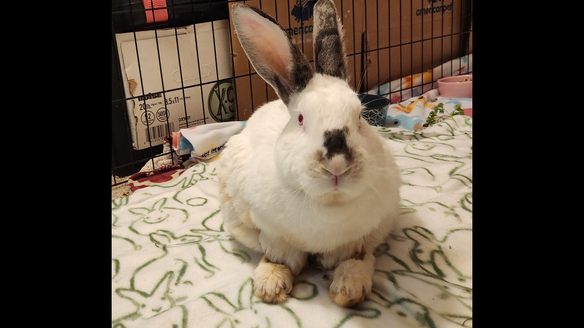 Before adopting a rabbit this Easter, experts urge preparedness ...