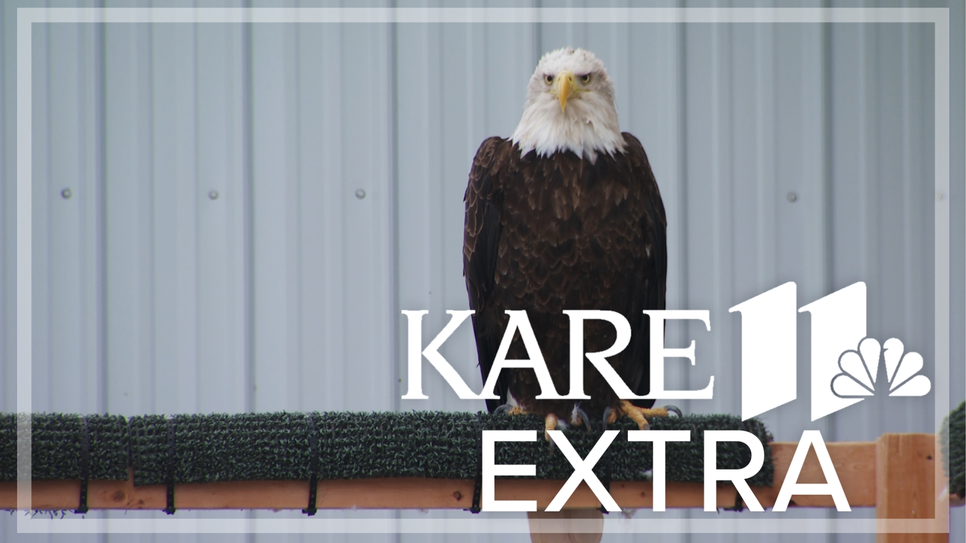 Frazee family goes viral for cat condo livestream | kare11.com