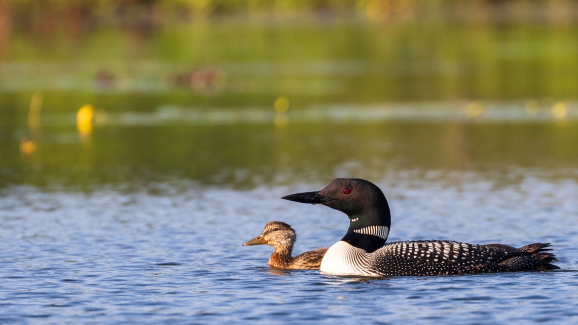Putting rivalry aside, loon pair adopts duckling | kare11.com