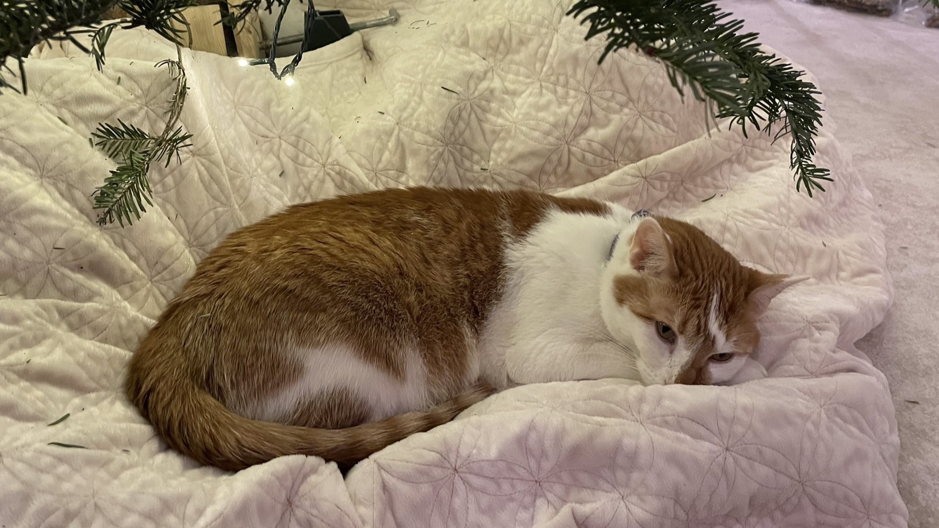 Gov. Tim Walz introduces new family cat | kare11.com