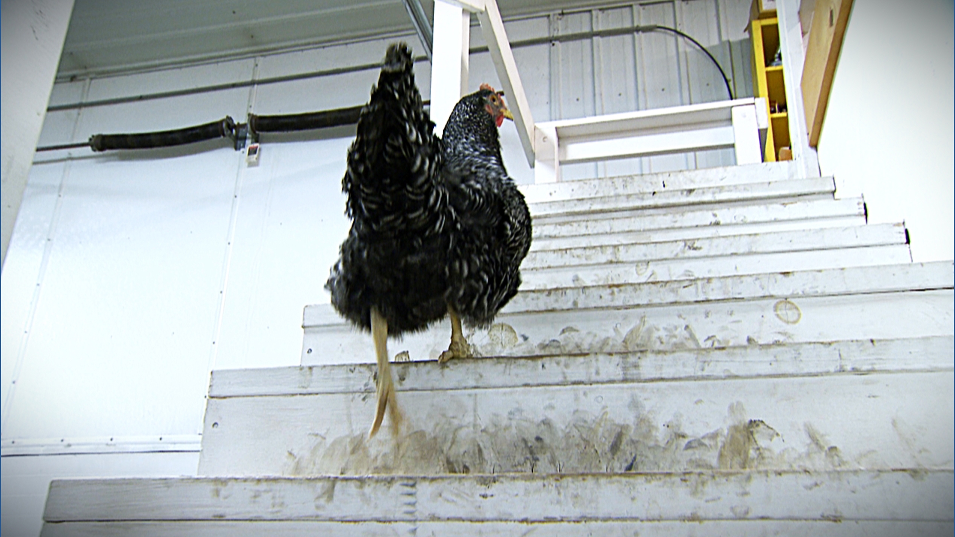 Wayward chicken wanders into city public works shop and makes it hers ...