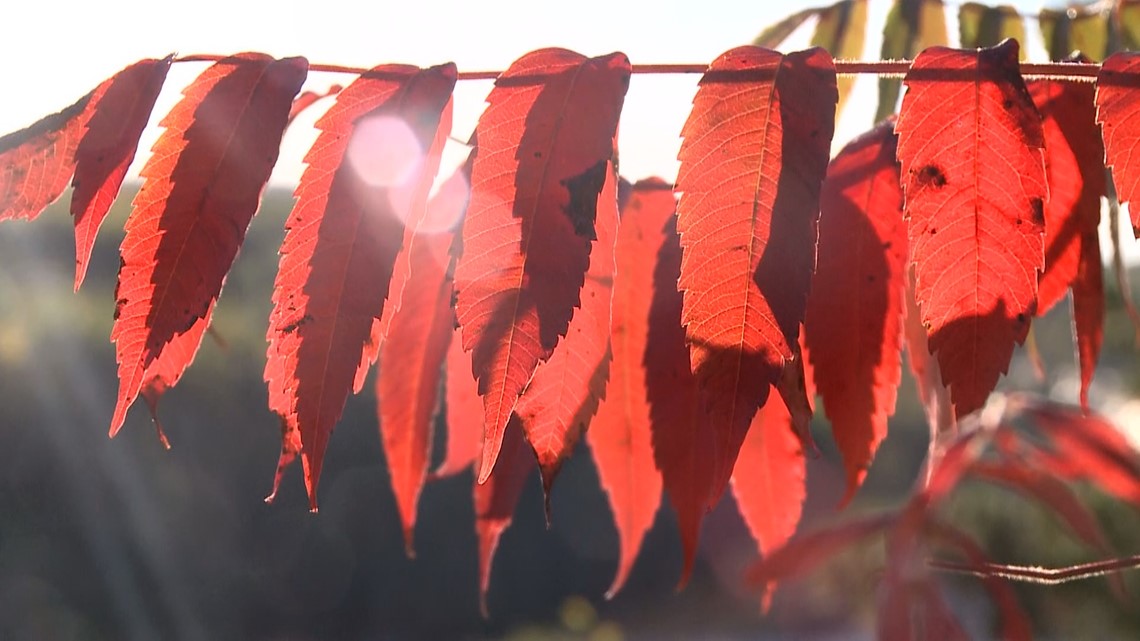 Will the drought affect the fall colors this year? | kare11.com