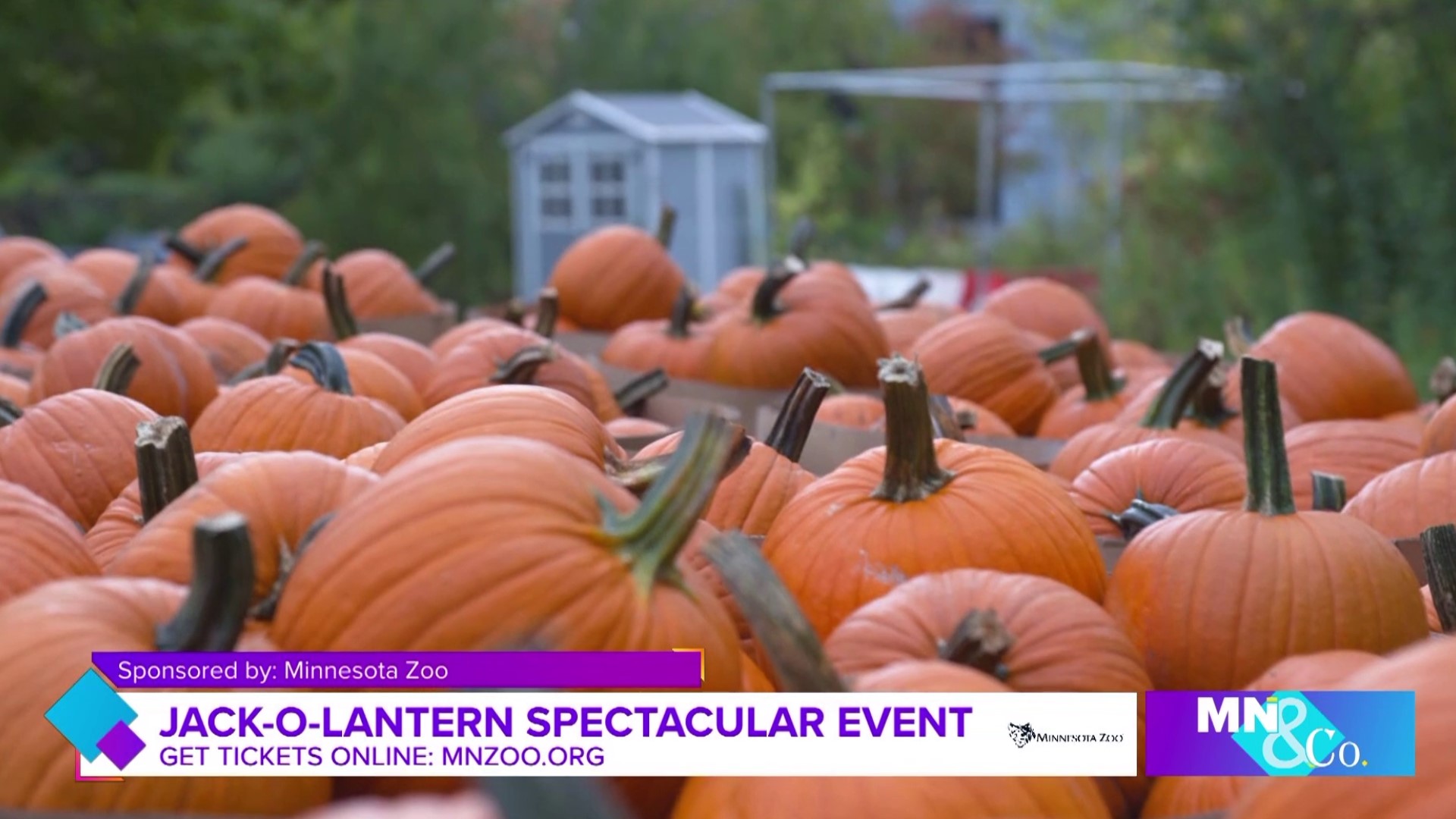 SPONSORED: Jack-O-Lantern Spectacular is just in time for Fall at the ...