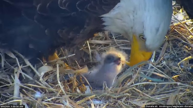 Minnesota DNR EagleCam egg has hatched | kare11.com