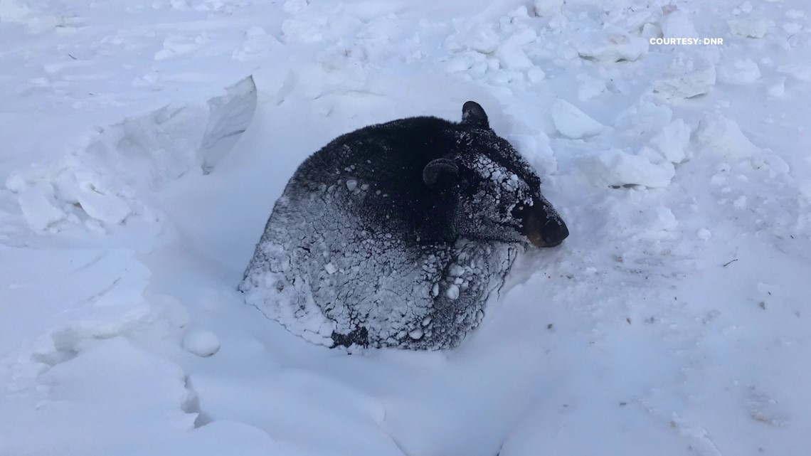 DNR officials rescue bear stuck in northern Minnesota culvert | kare11.com