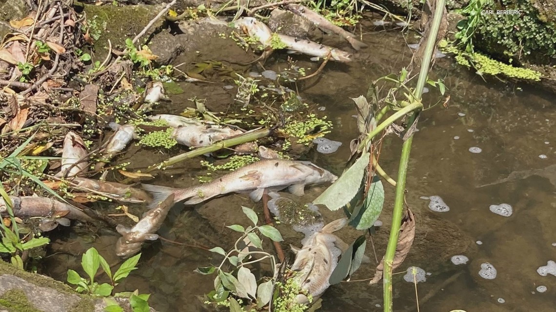 MPCA releases report on Winona County fish kill | kare11.com