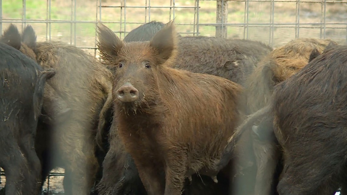 Feral pigs grab Minnesota lawmakers' attention | kare11.com
