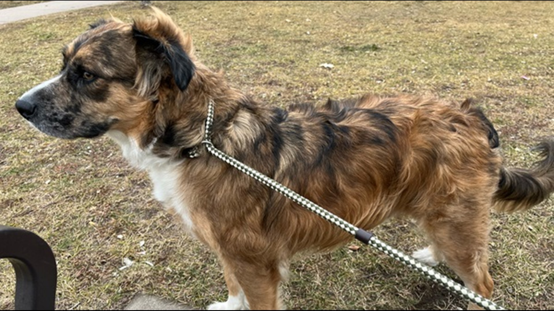 Minneapolis drops, reduces animal adoption fees to clear shelter ...