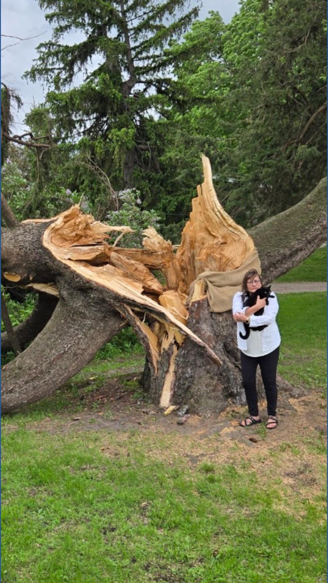 Minnesota family mourns loss of historic white spruce | kare11.com
