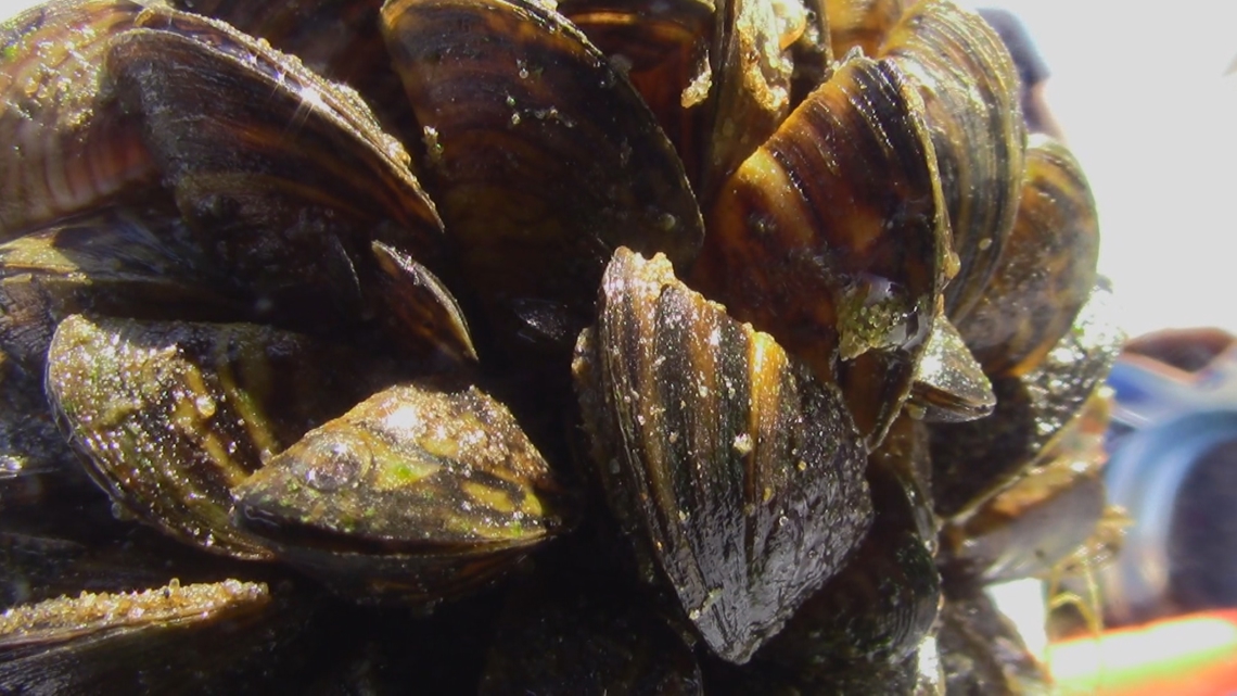 35 years since first zebra mussels discovered in MN | kare11.com