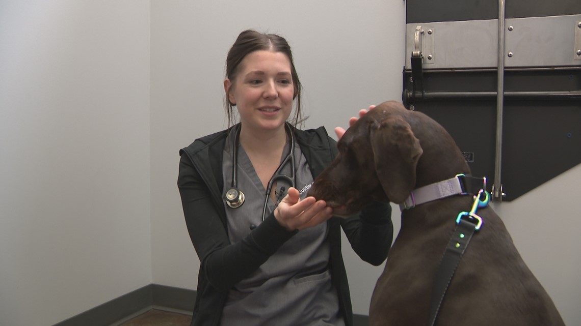 Veterinarian shortage persists across MN and U.S. | kare11.com