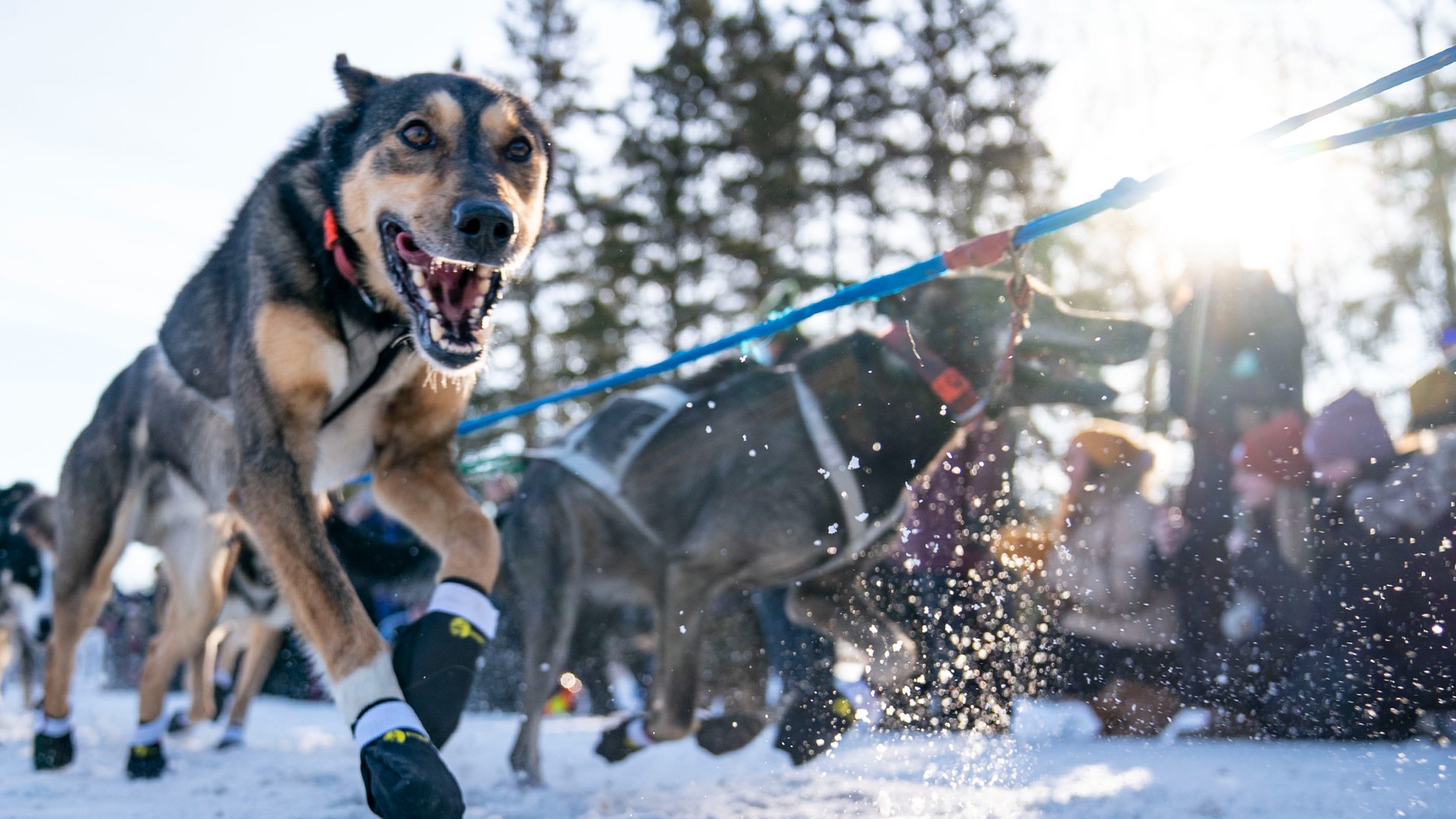 John Beargrease Sled Dog Marathon 2022 | kare11.com