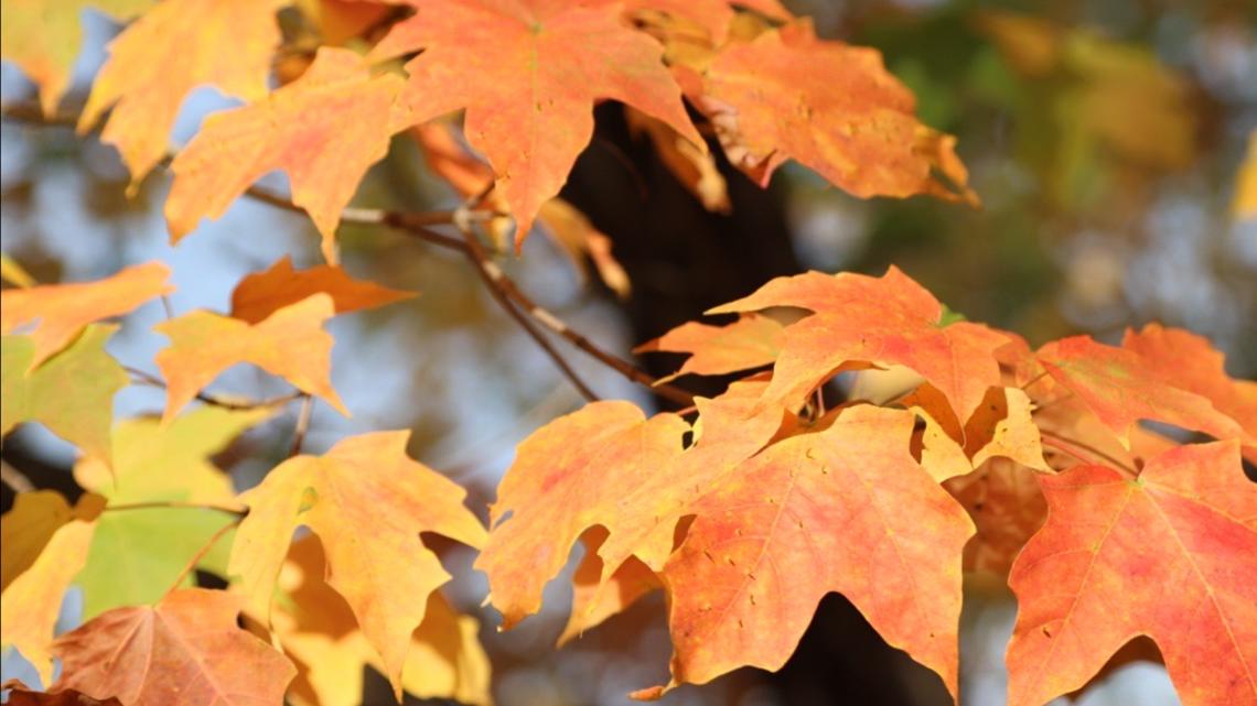 Grow with KARE: Maple trees by fall color | kare11.com