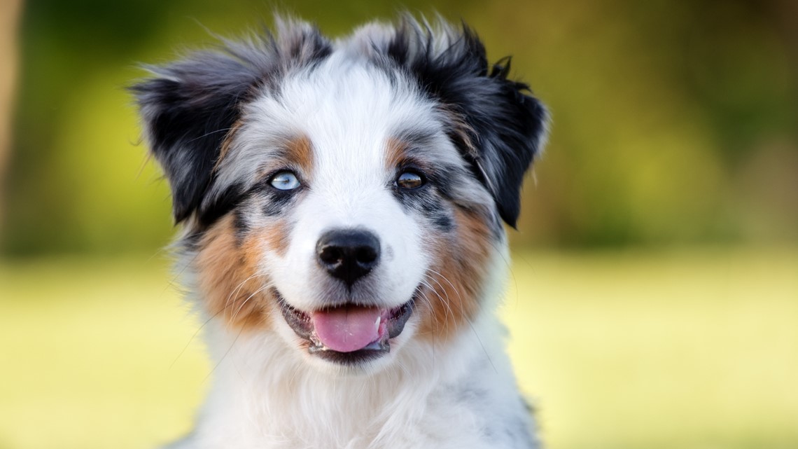 Rover.com reveals top dog names of 2021 | kare11.com