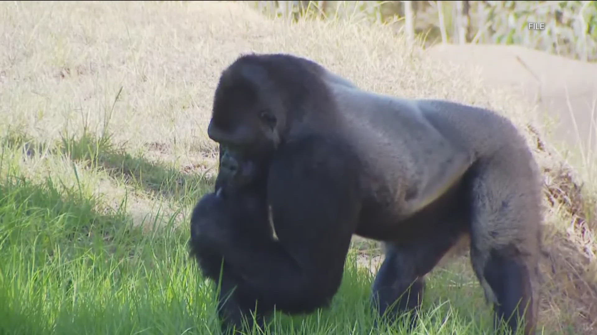 Gorilla breaks glass panel at San Diego Zoo | kare11.com