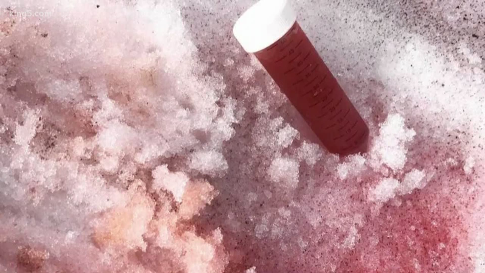 Strange ‘watermelon snow’ appearing on Washington mountains | kare11.com