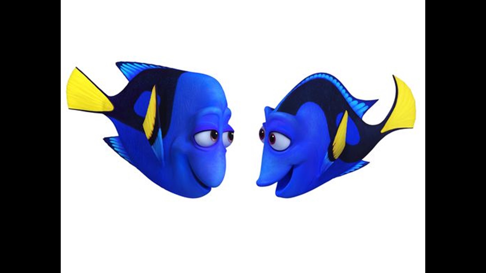 Sneak peek: Meet the parents of 'Finding Dory' | kare11.com