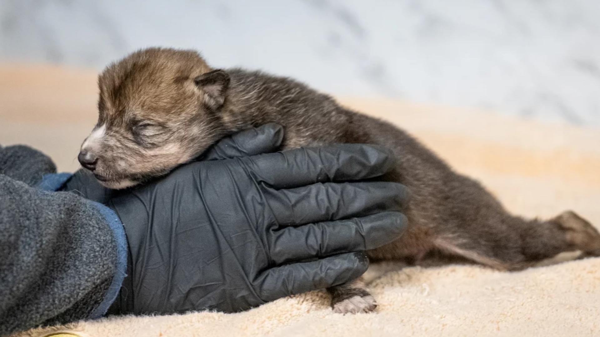 Endangered wolf pups embark on 'life-changing' journey, 10 days after birth | kare11.com
