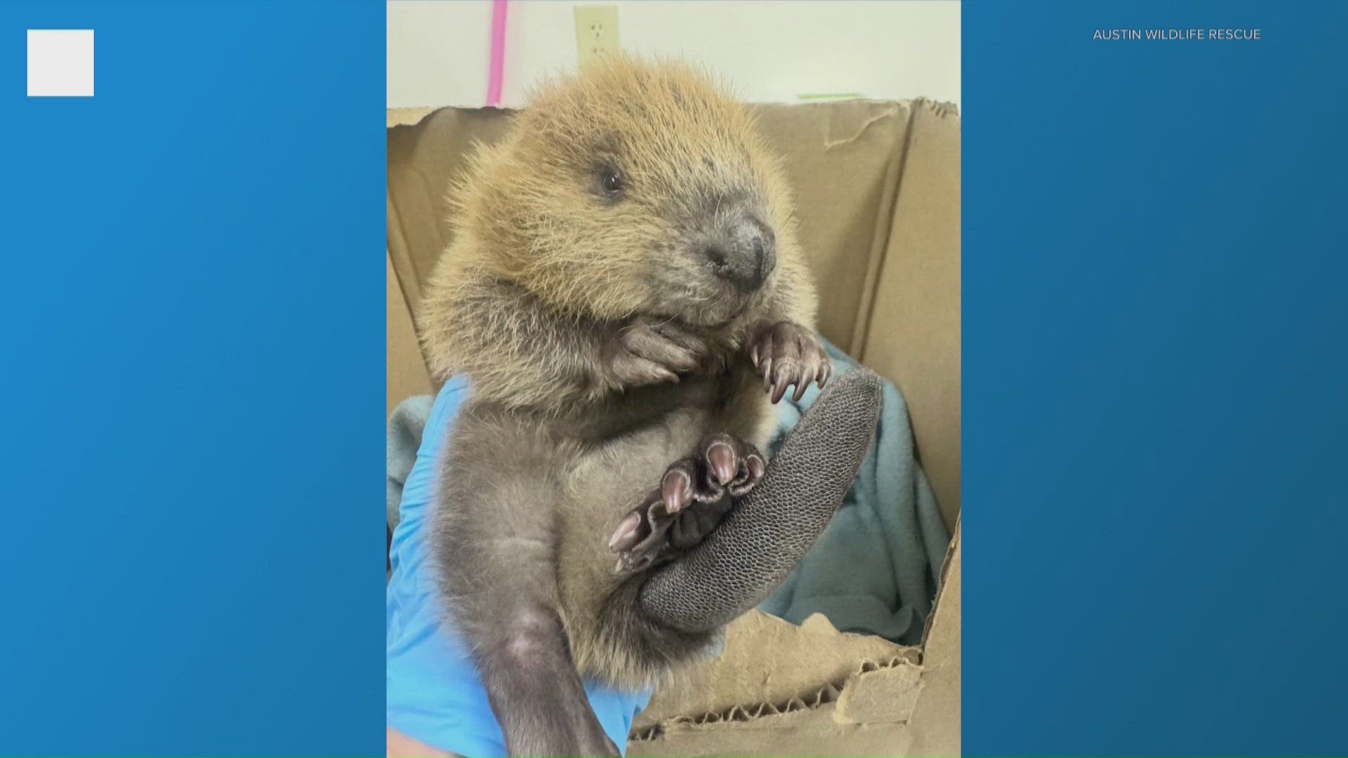 Baby beaver rescued after being found wandering alone on Texas sidewalk ...