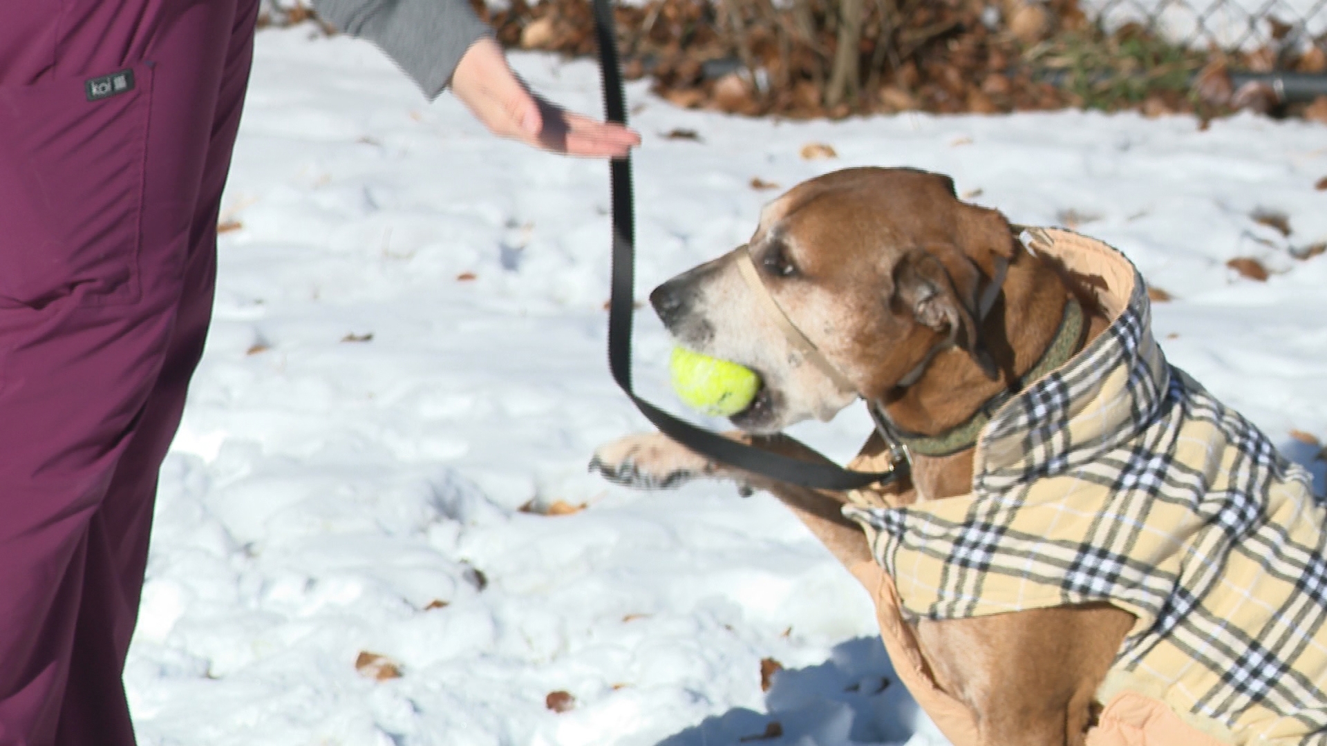 How cold is too cold for your dog? | kare11.com