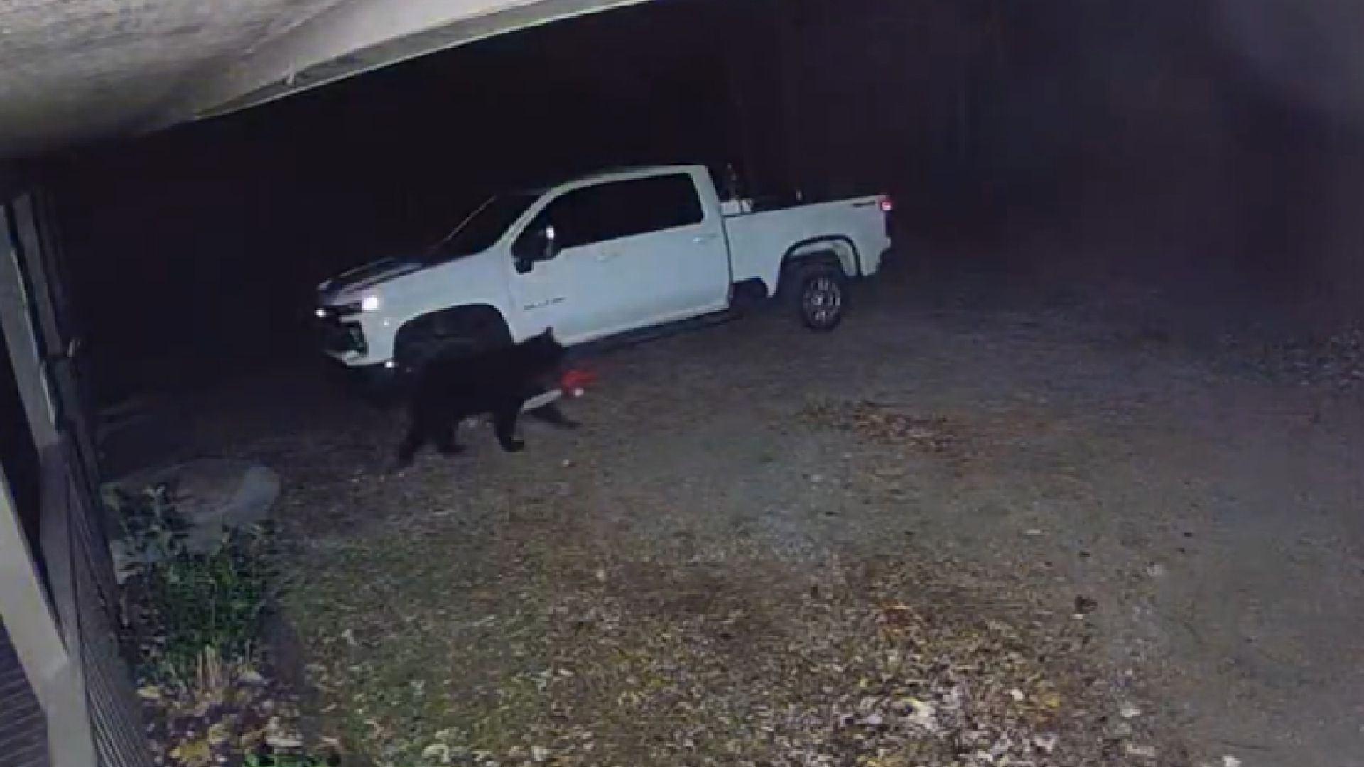 Video captures bear waltzing off with man's brand new chainsaw | kare11.com