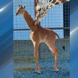 'Kipekee,' the spotless giraffe born at Tennessee zoo, has died ...