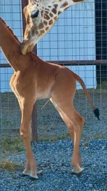 'Kipekee,' the spotless giraffe born at Tennessee zoo, has died ...