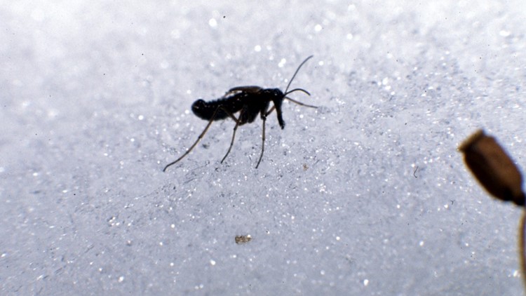 What are snow fleas? Why tiny black bugs show up on snowy days | kare11.com
