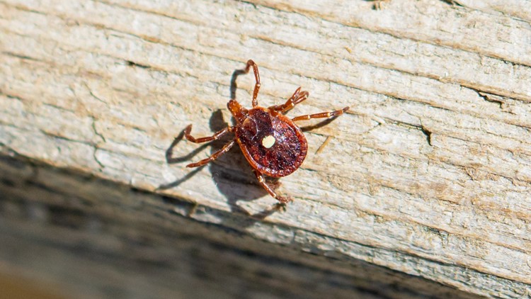 Tips to avoid deer and wood ticks in Minnesota this summer | kare11.com