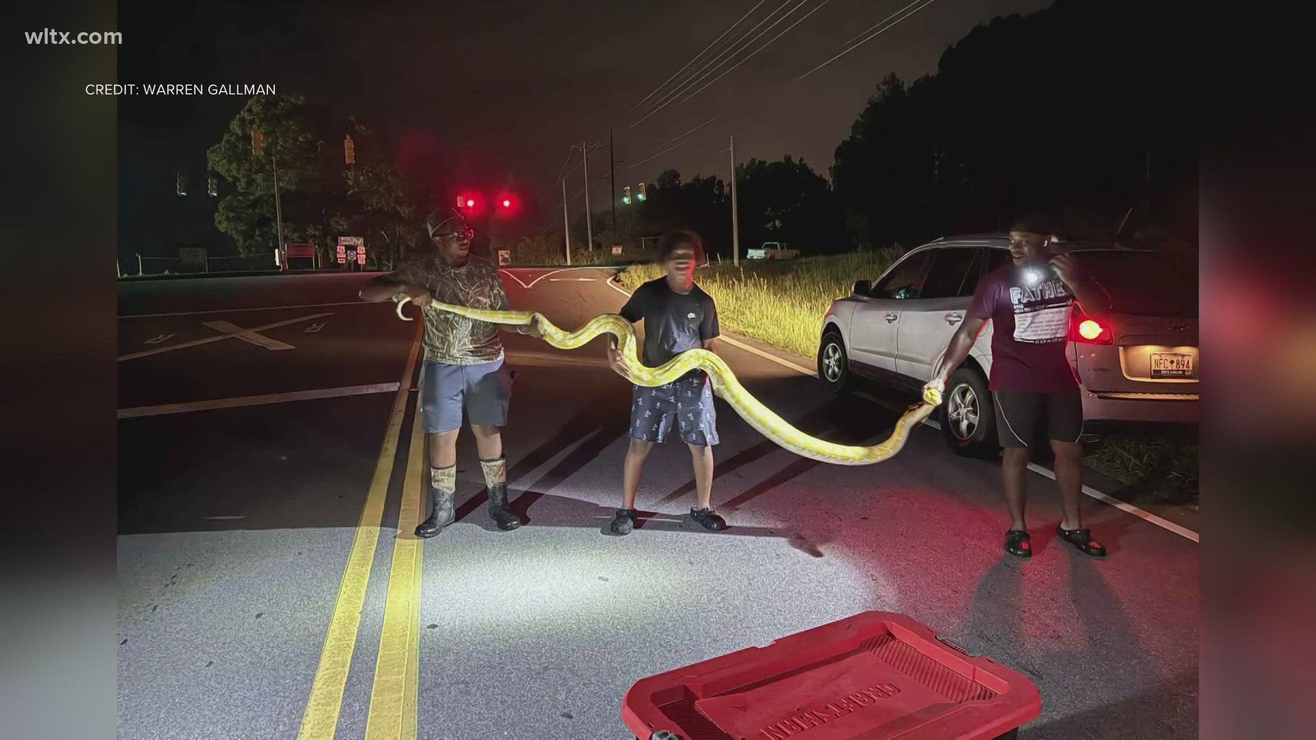 Large python captured in small South Carolina town | kare11.com
