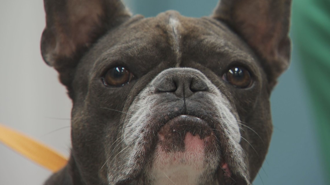 Brain tumor treatment in dogs contributes to answers for humans ...