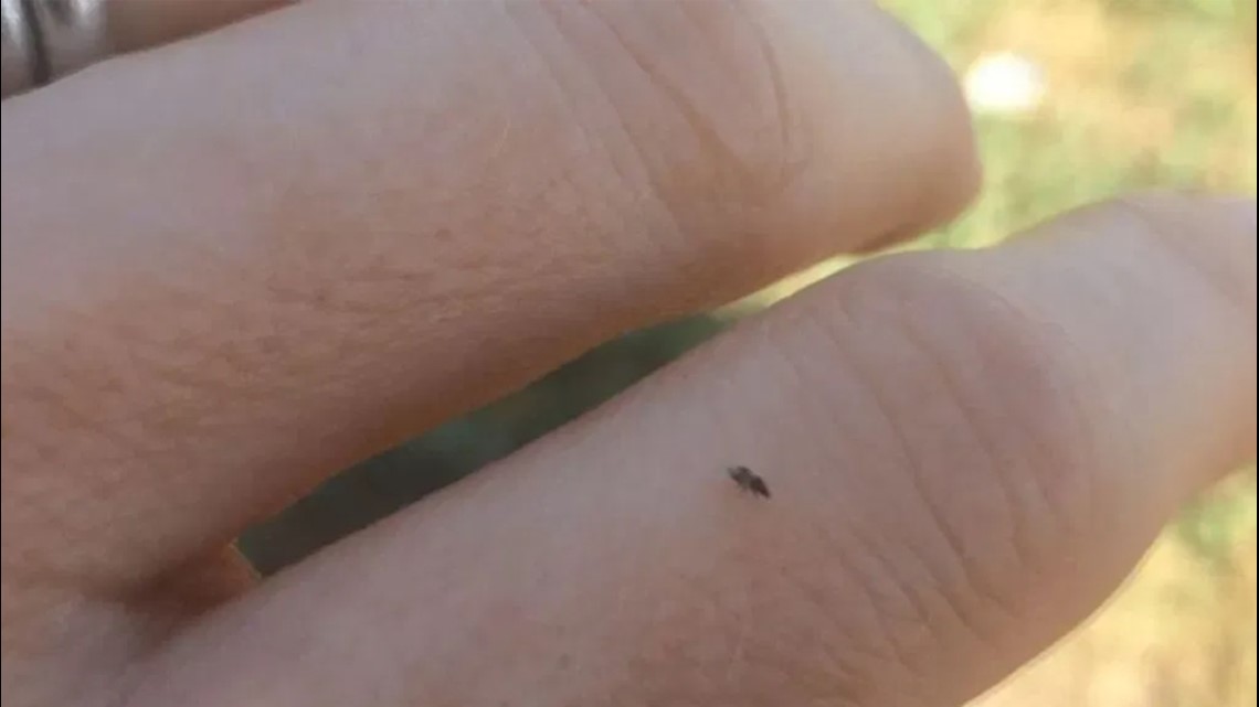The tiny black bug with a huge bite | kare11.com