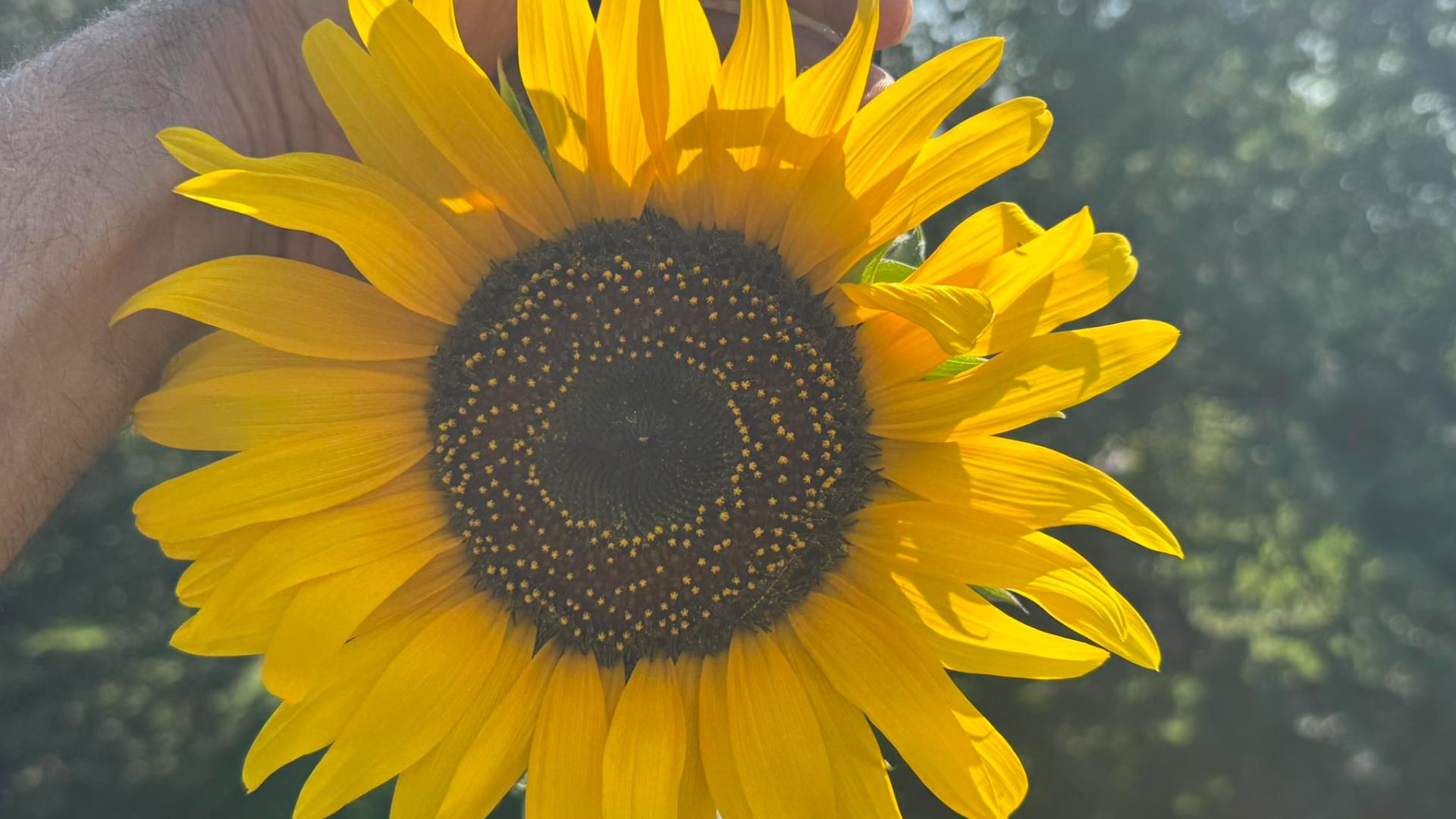 Tallest ever sunflower is growing in Indiana | kare11.com