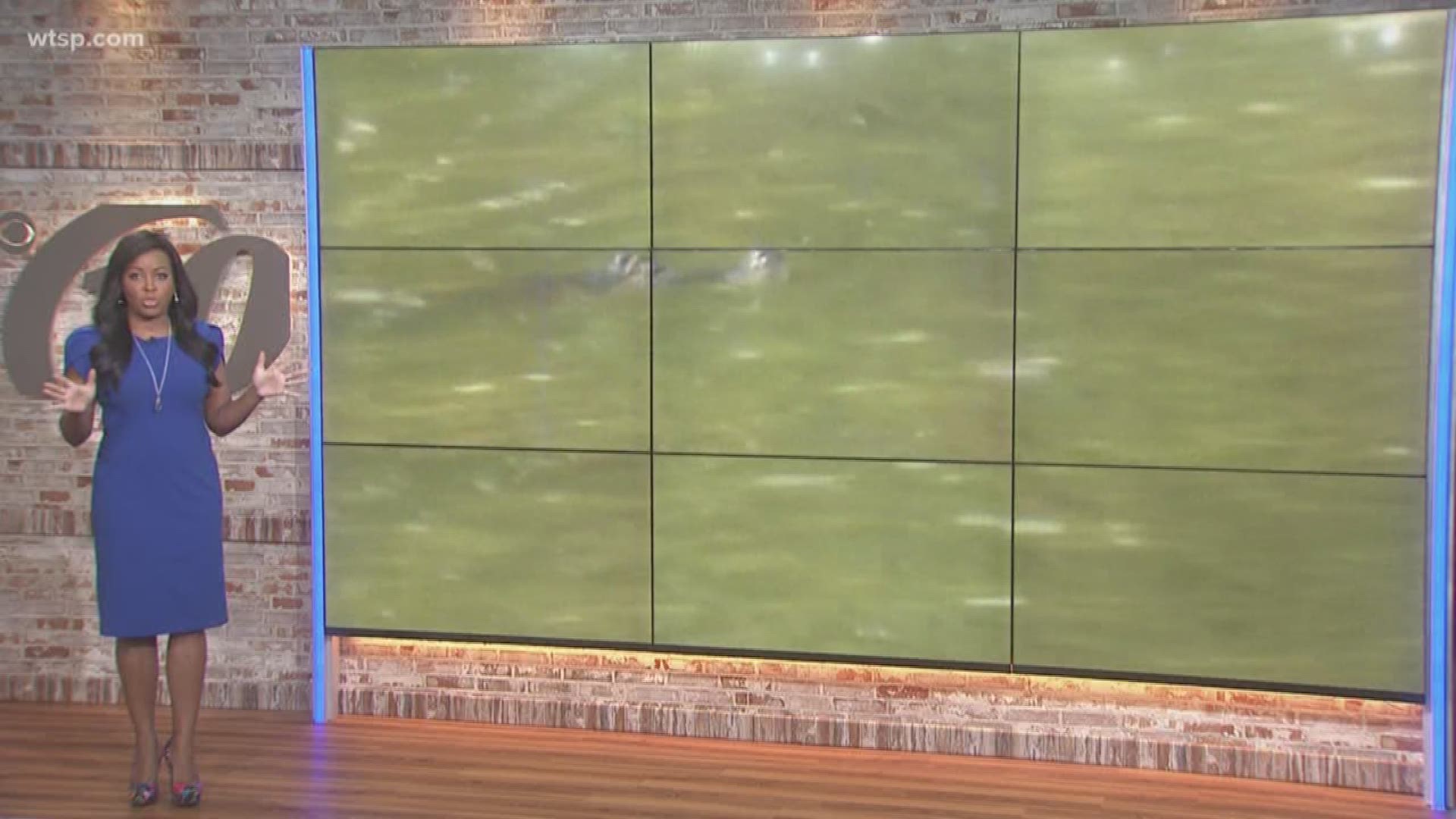 'Chance the Snapper' captured in Chicago lagoon by Florida expert ...