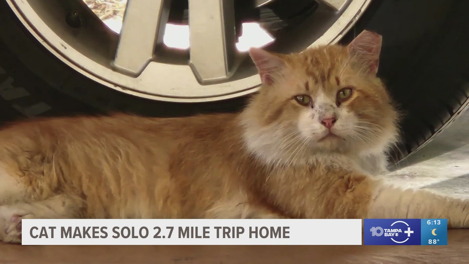 Stray cat makes long trek home to return to caregiver in Lakeland ...