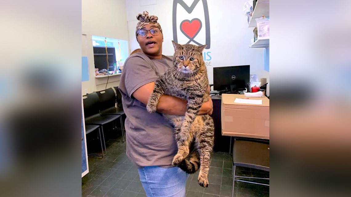Giant 26-pound cat at Philadelphia shelter looking for a home | kare11.com