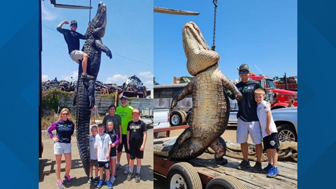 Hunters catch 920-pound gator in Central Florida | kare11.com